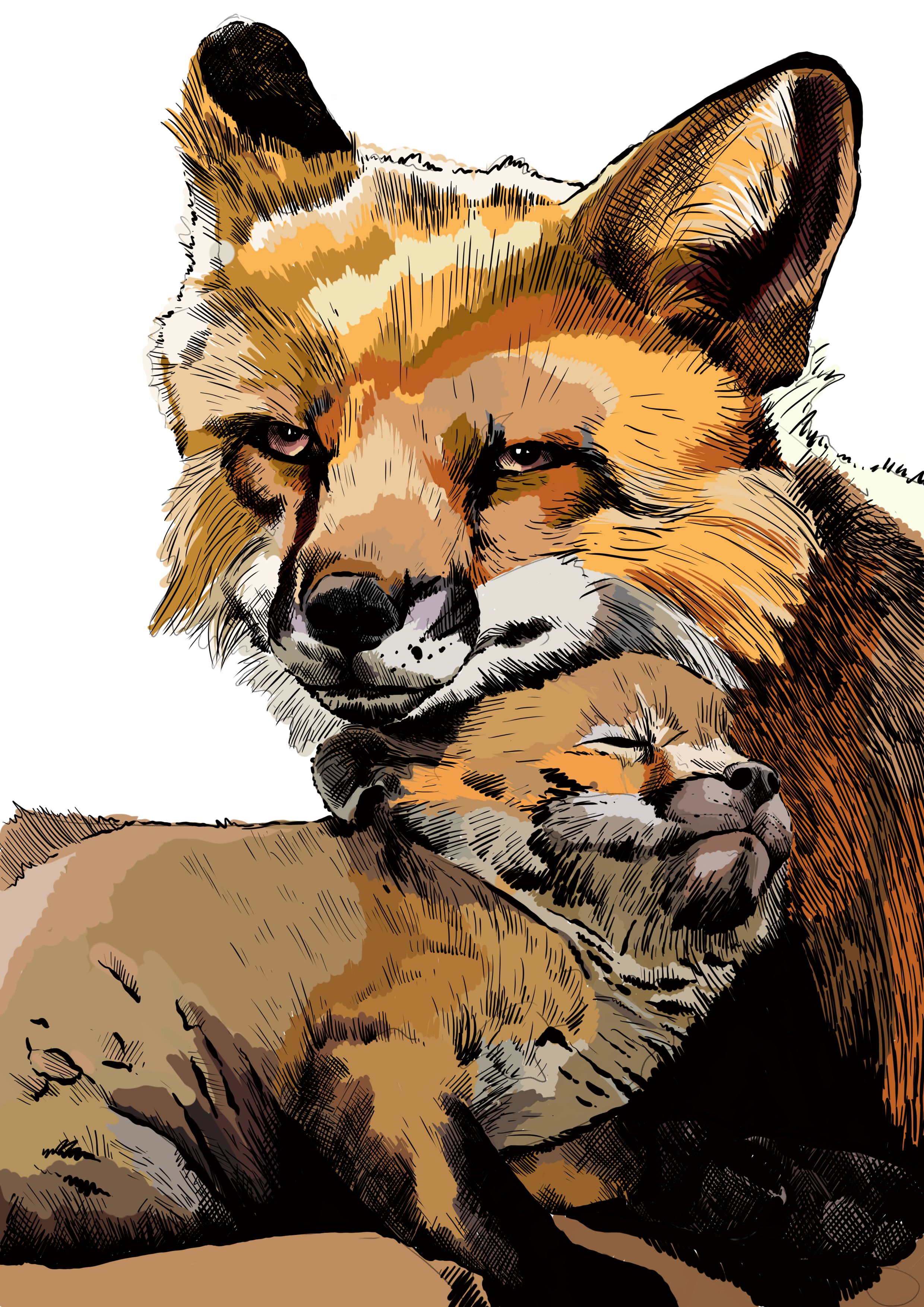 Foxes… – Kate Murray Illustration